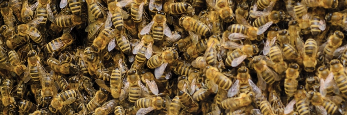 Saving the bees (Argentina/Italy) - Masters of bees - long version - GAD
