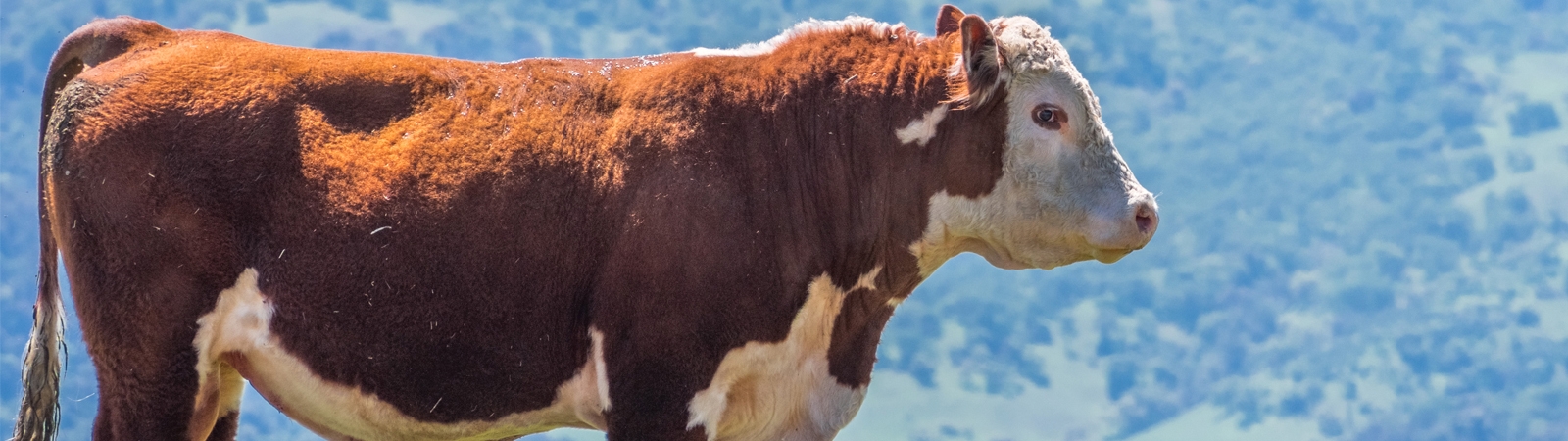 The Ox and the conquest of the plains (Turkey, Portugal, United States ...