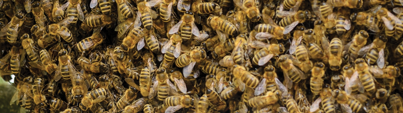 Saving the bees (Argentina/Italy) - Masters of bees - long version - GAD