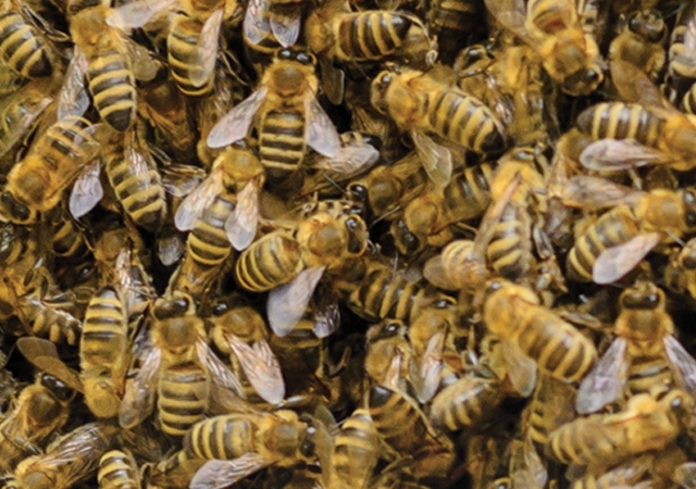 The black bee of Sicily (Italy) - Masters of bees - short version - GAD