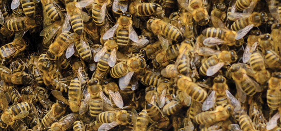 Saving the bees (Argentina/Italy) - Masters of bees - long version - GAD